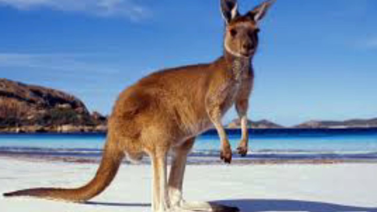 What do you call a lazy kangaroo? - YouTube