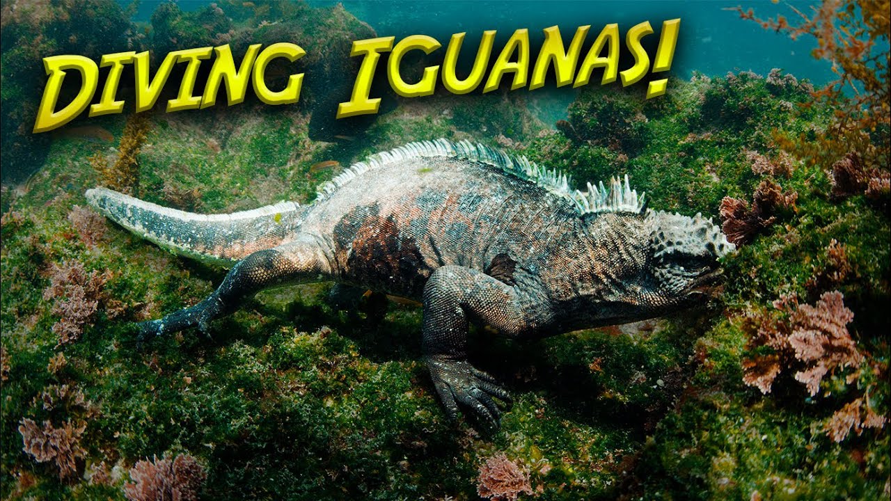Galapagos Marine Iguanas have a RARE Behavior! - YouTube