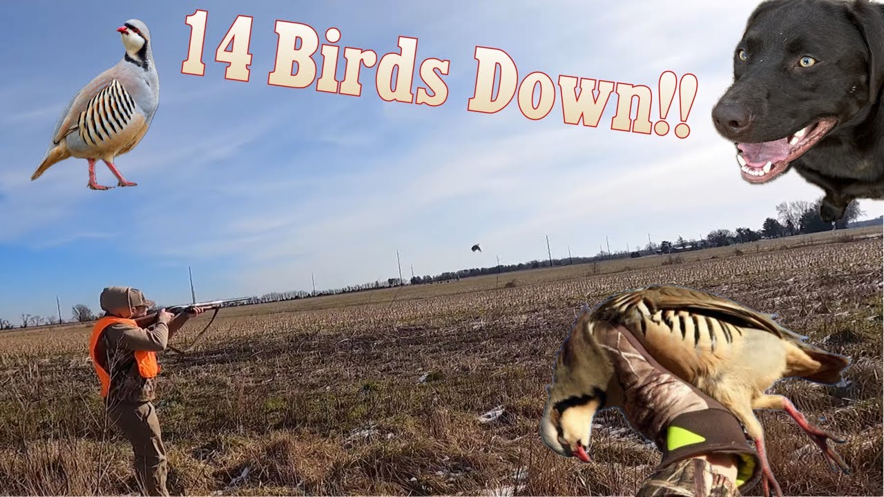 Last Pheasant & Chukar Hunt Of The Year!!! ( 14 Birds Down) - YouTube