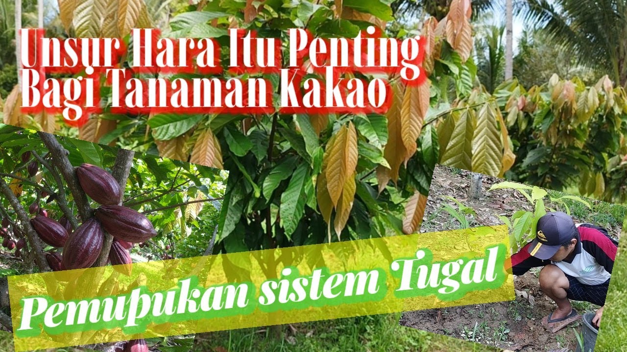Pemupukan Cara Tugal Untuk Kakao//Clon MCC02 - YouTube