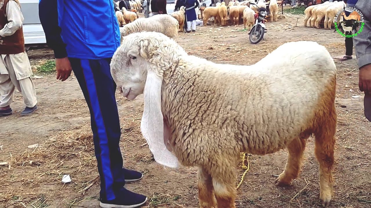 Chacha Yaari k HEAVY Kajla Chatra or Rates - Bakra Mandi Pakistan - YouTube