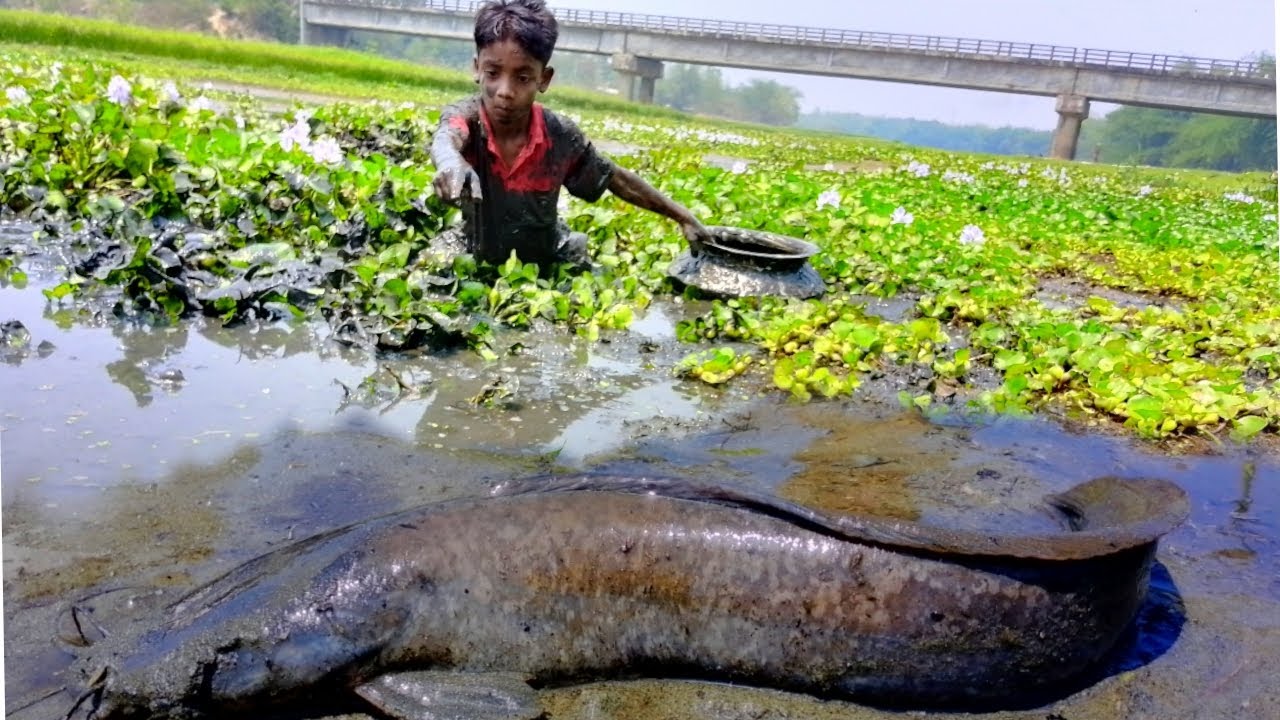 asian hand fishing catching big fish sxpart boy 2023. updart video ...