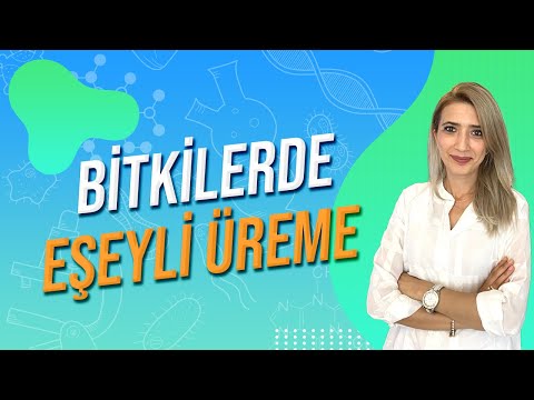 BİTKİLERDE EŞEYLİ ÜREME | Seda Hoca Biyoloji 🧬 #ayt2024