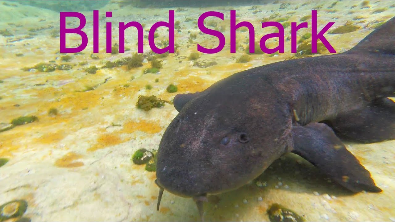 Blind Shark | Animal Analysis | It's Wild Out There! | Subscribe! - YouTube