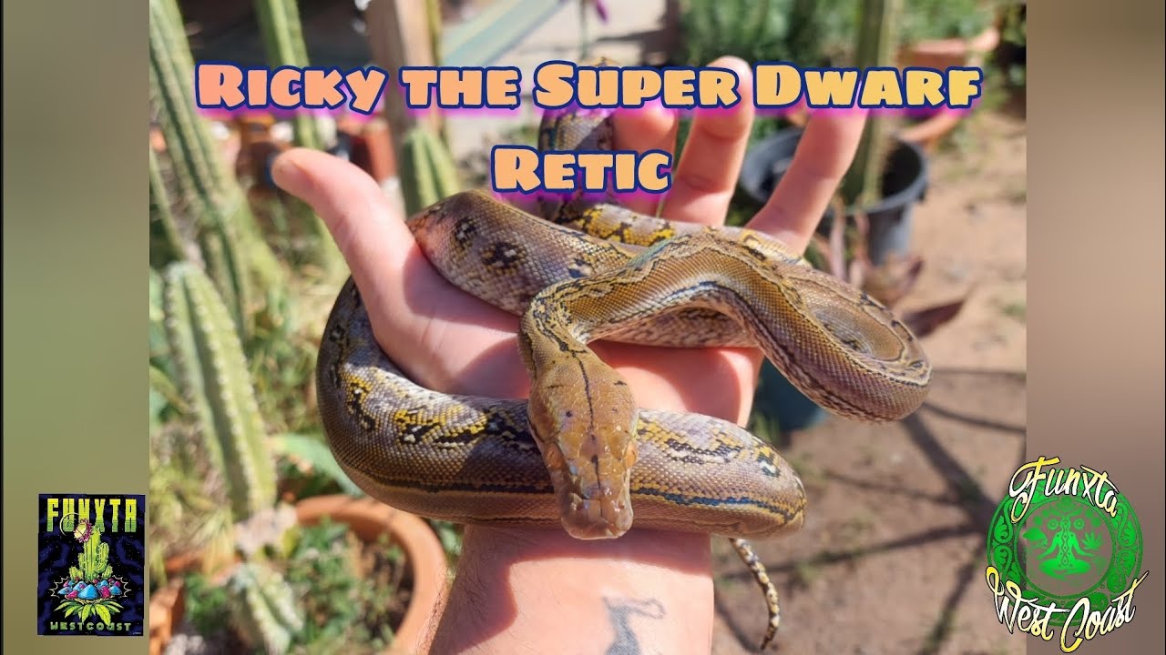 Unboxing my Super Dwarf Retic from Reach Out Reptiles - YouTube