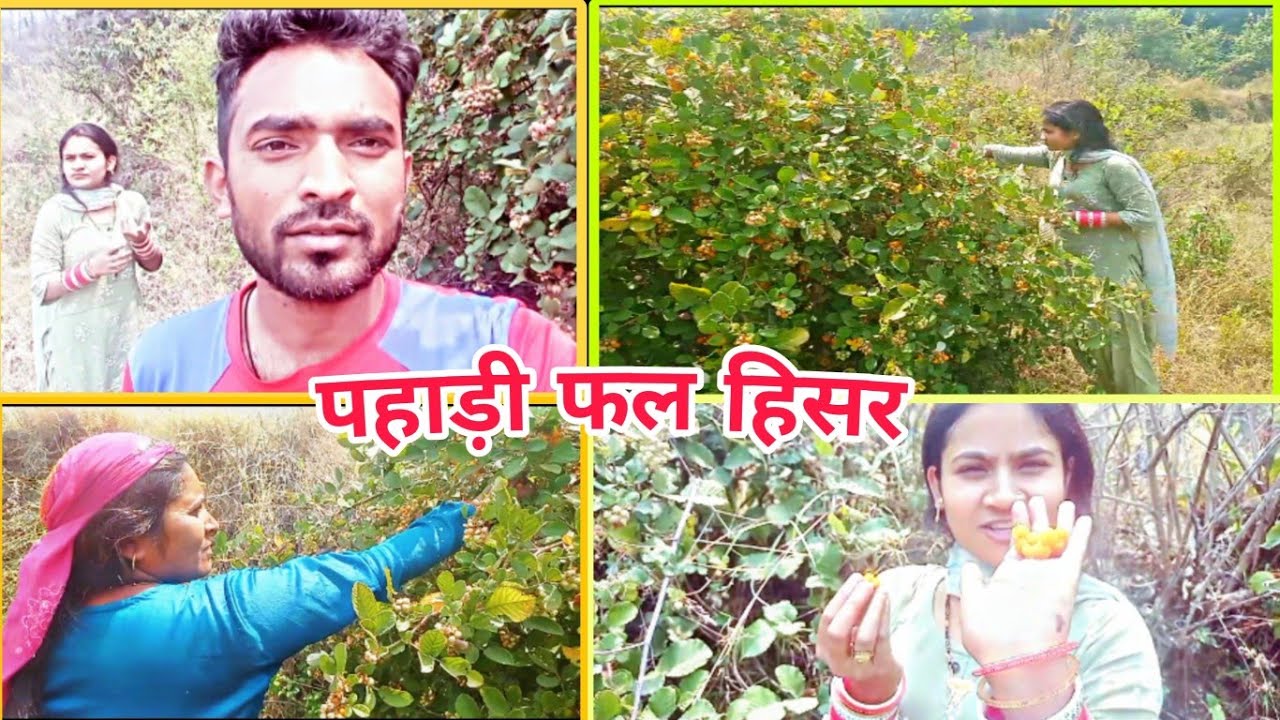 Hisar ( हिस्सर ) 🥰 special fruit of uttrakhand || पहाड़ी फल || pahadi ...