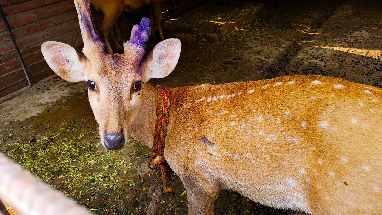 Deer farm in pakistan deer farming pakistan business - YouTube