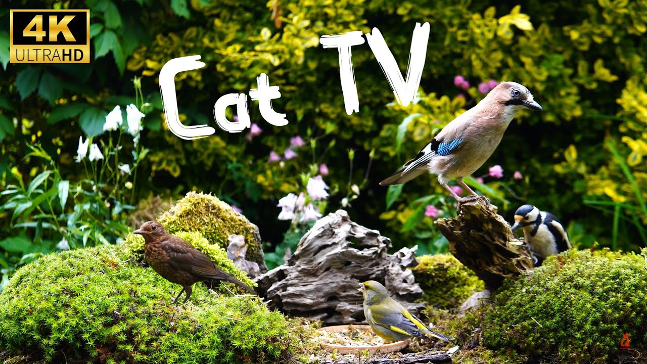 Cat TV for cats to watch | Cute birdies up close 4K - YouTube