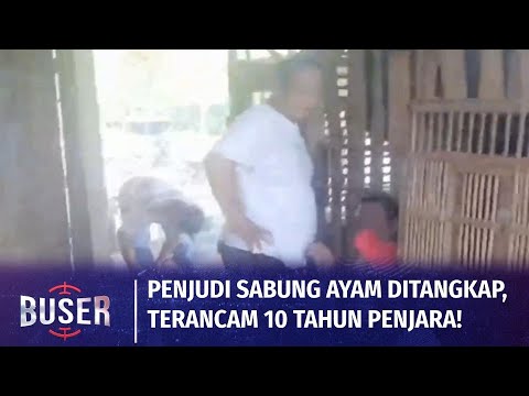 Polisi Sita Uang dan Barang Bukti, Tiga Penjudi Sabung Ayam Ditangkap! | Buser