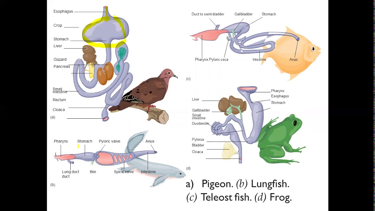 Diversity in Digestive structures of vertebrates - YouTube