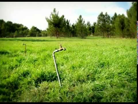 Uğur böceği animasyonu (Ladybird animation)