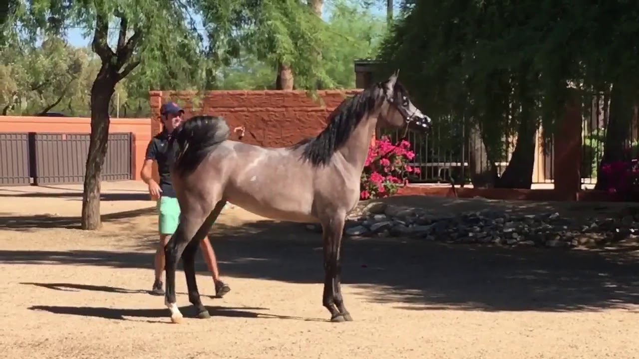 Princess Kaleema JSH - YouTube