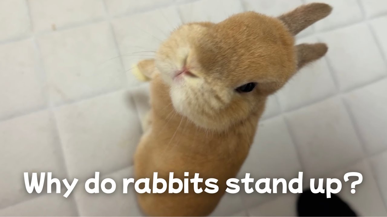 Why do rabbits stand up? - YouTube