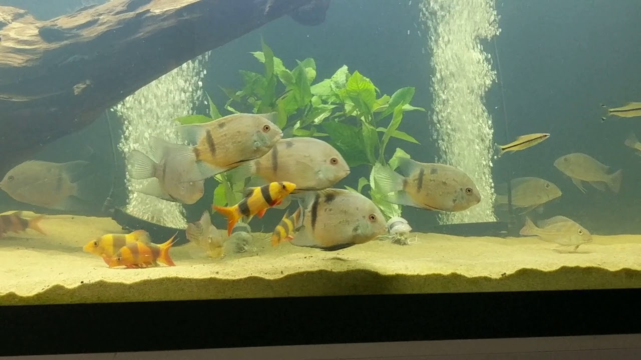 Panda Uarus in a 210G - YouTube