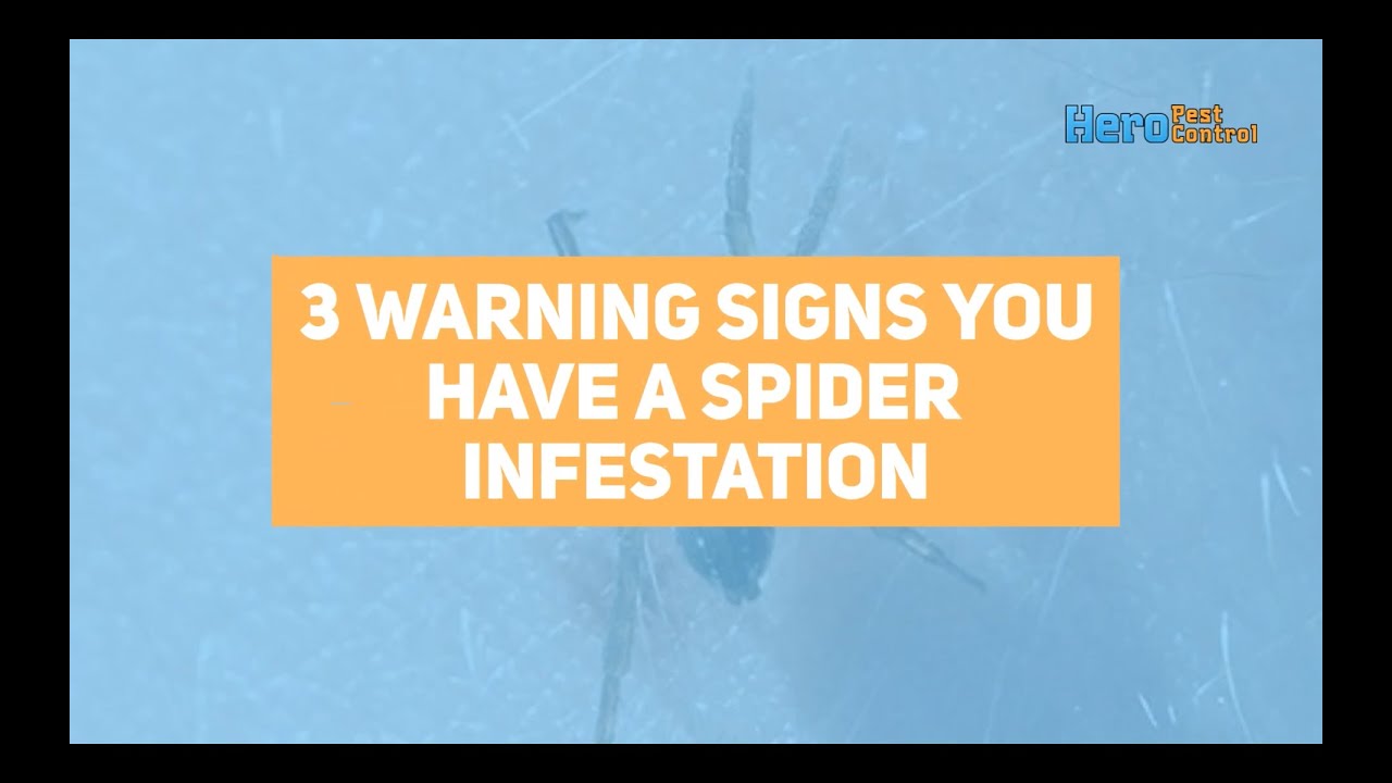 3 Warning Signs You Have a Spider Infestation | Hero Pest Control ...