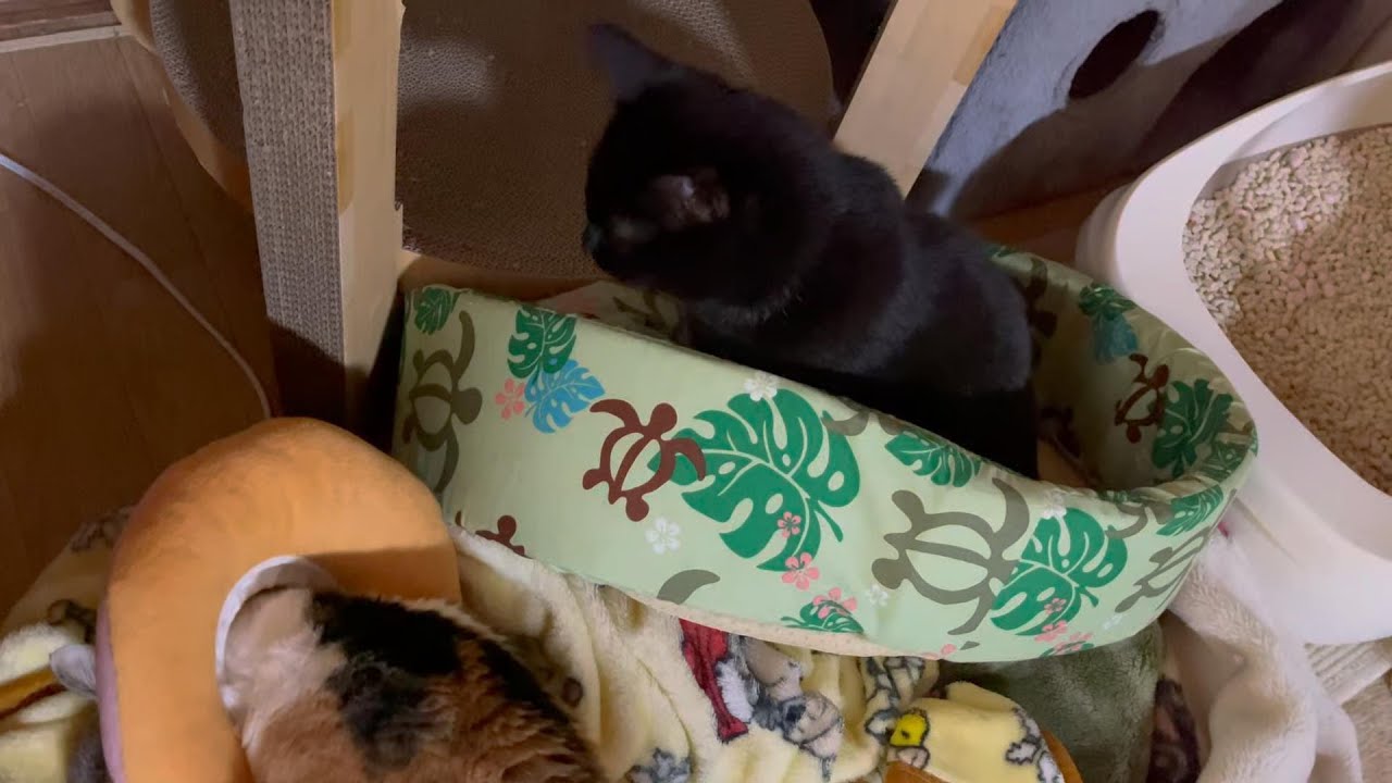 Relax space for cats【Terrace and Stella】 - YouTube