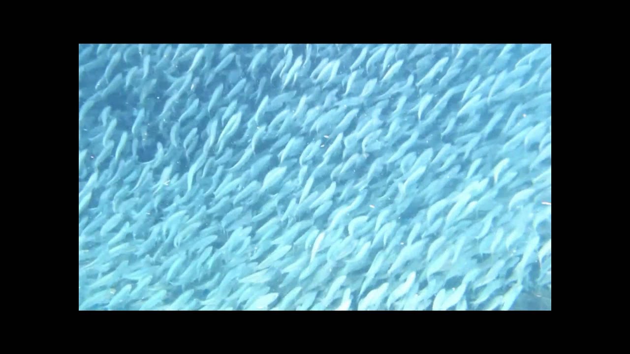 沙丁鱼风暴 Sardine Storm in Philippine Moalboal (with music) - YouTube