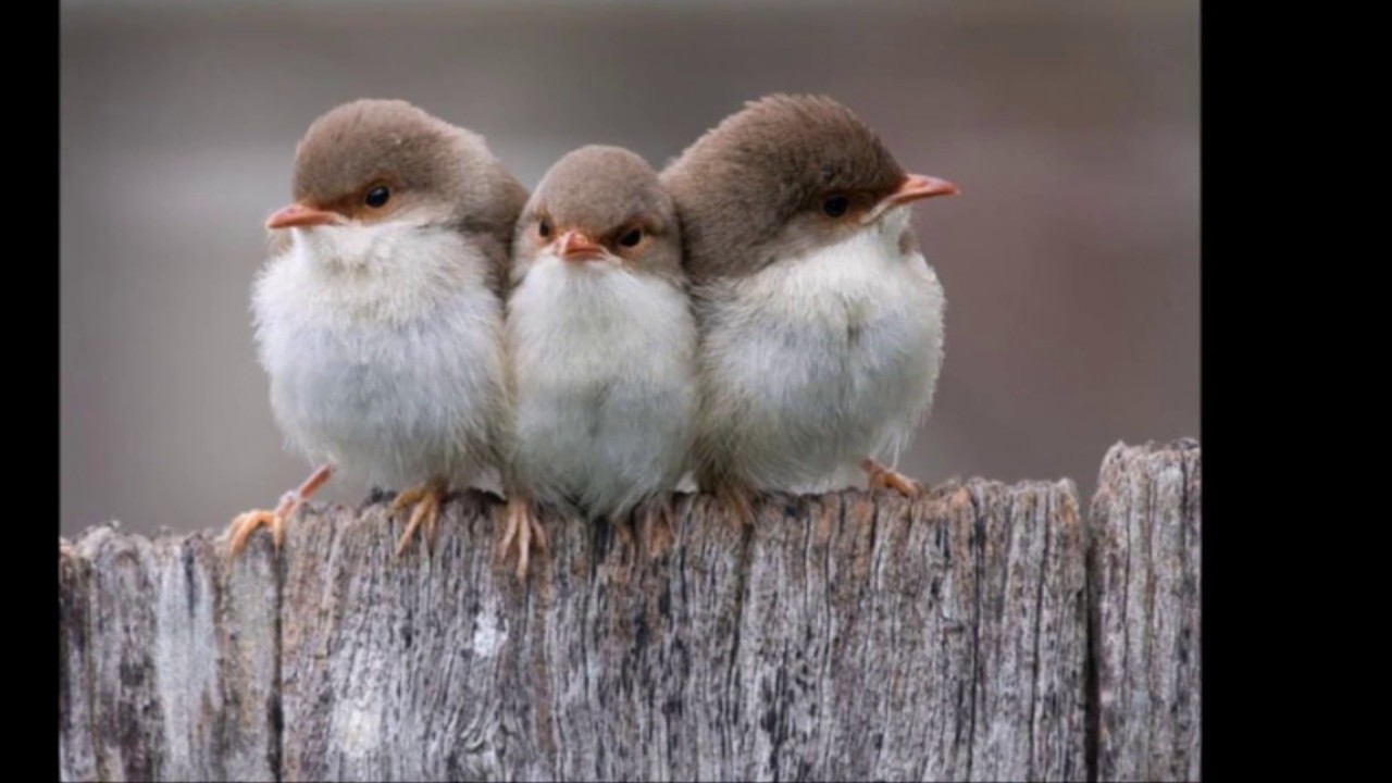 cute birds las aves mas tiernas del mundo - YouTube