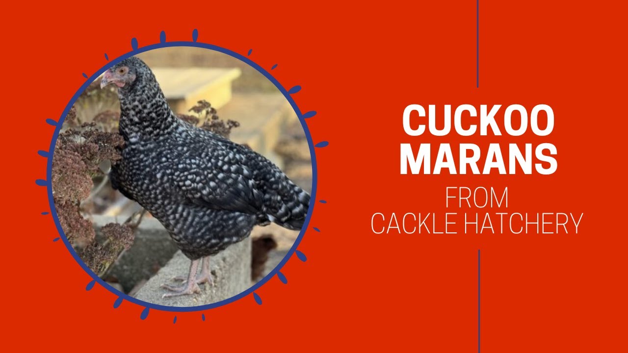 Cuckoo Marans Chicken Breed (Breeder Flock) | Cackle Hatchery - YouTube