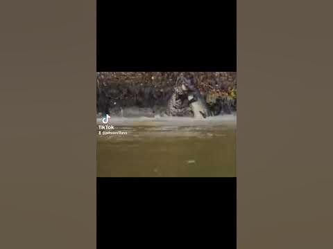 jaguar vs cocodrilo - YouTube