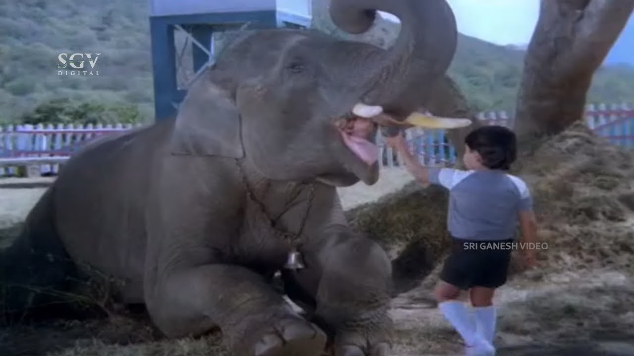 Goons Mix Intoxication Drugs In Elephant Food | Jayasimha Kannada Movie ...