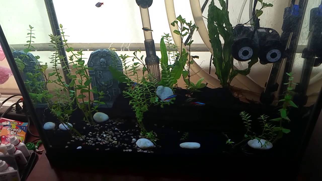 Seachem Prime Stability Fish in Cycle - YouTube