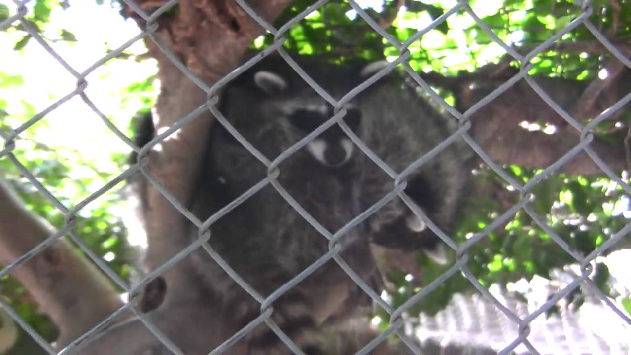 Mapaches - Zoologico Guadalajara (HD) - YouTube
