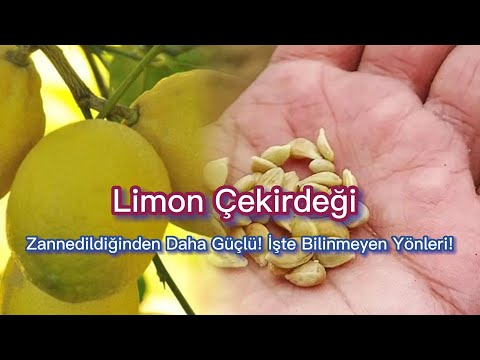 🍋 Limonun En Değerli Kısmıymış! Limon Çekirdeğinin Faydalarını Duyunca Atmaya Kıyamayacaksınız!