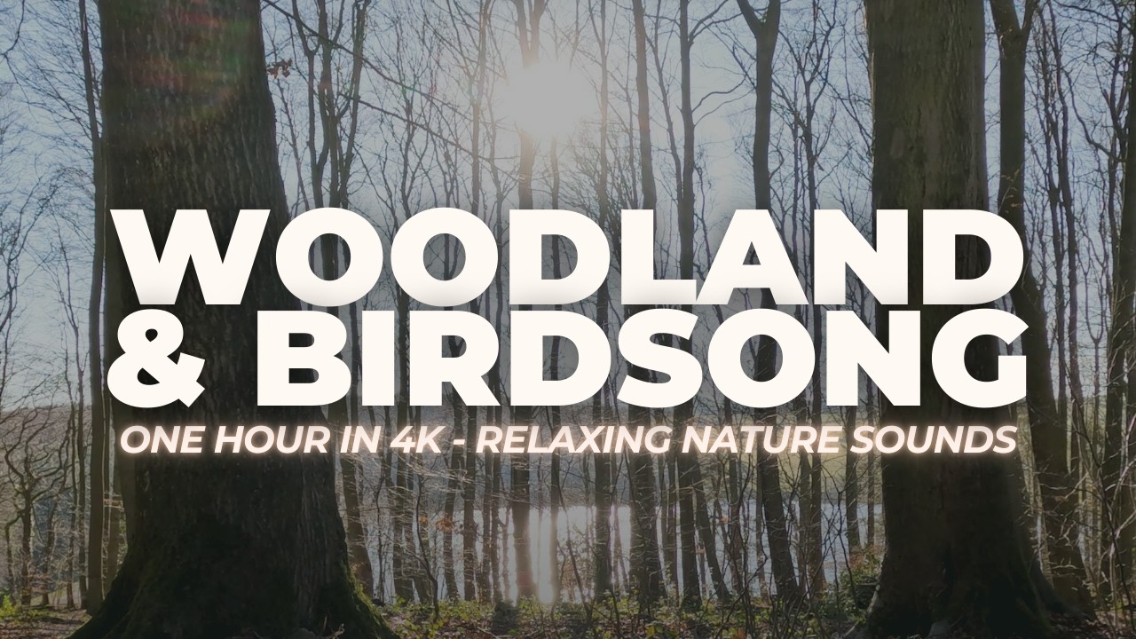 Peak District Sunny Woodland in 4K | Winter Woodland with Gentle ...