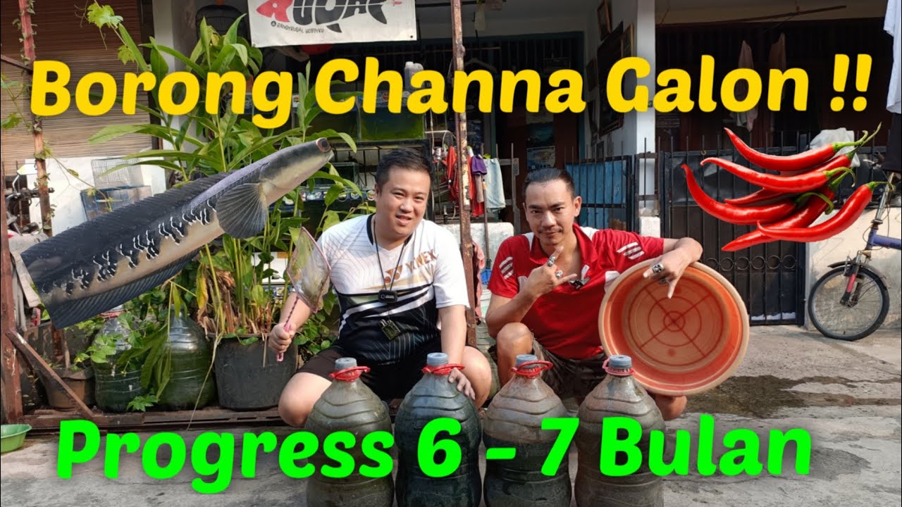 Borong ‼️ Channa Maru Yellow Riau Penghuni Galon Ijo 😁🙏 ... With ...