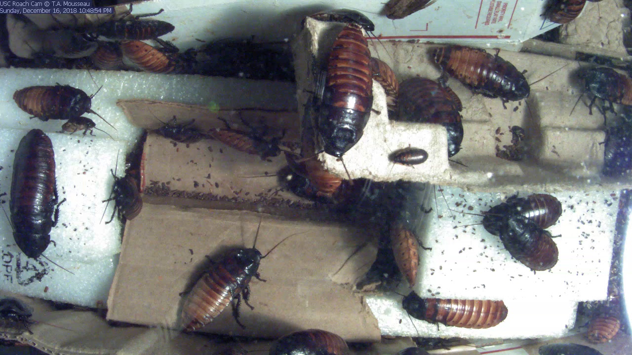 USC Roach Cam Live Stream - YouTube