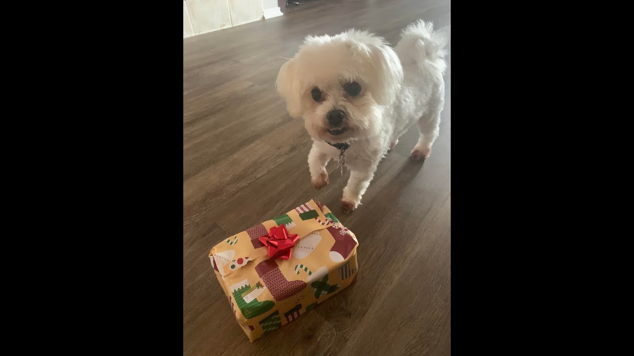 "REMEMBERING SNOW"- AUGUST 2022 - YouTube