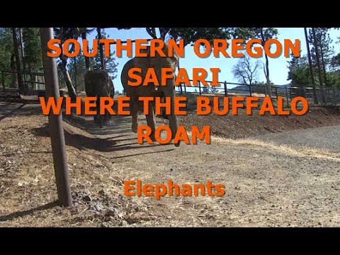 S01E03 - SOUTHERN OREGON SAFARI WHERE BUFFALO ROAM - Elephants - YouTube