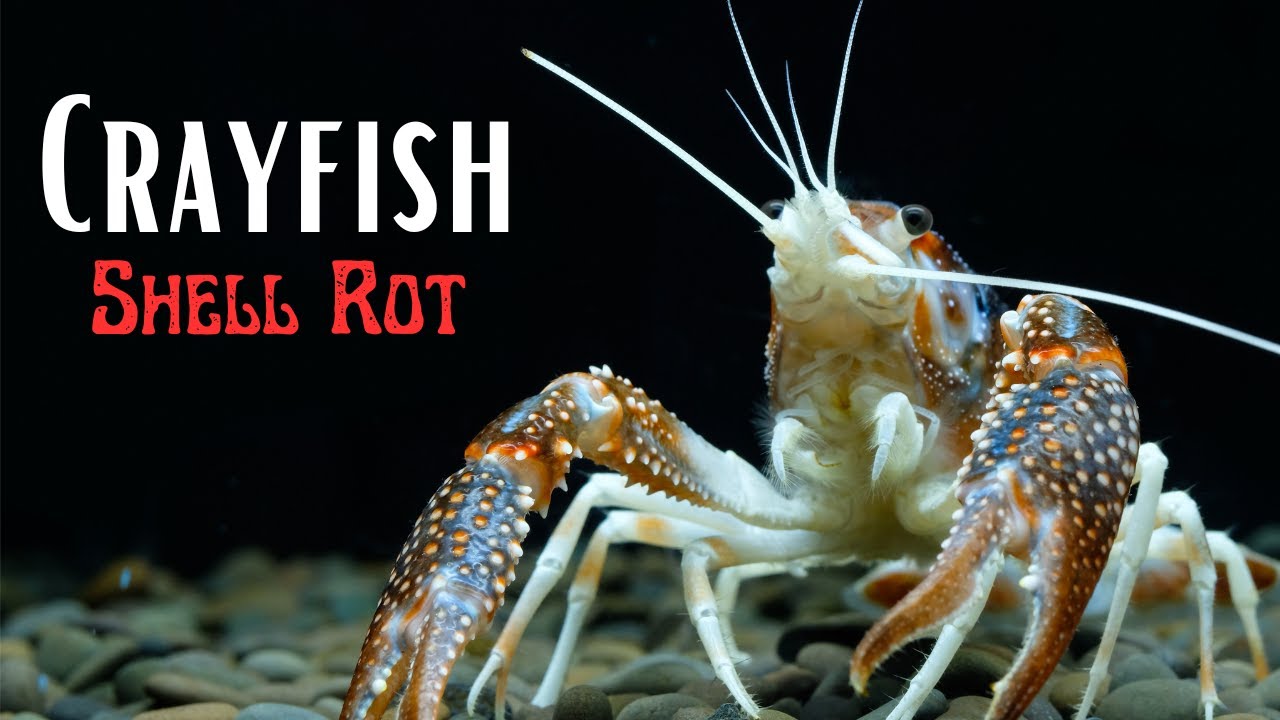 CRAYFISH SHELL ROT: Identification and Treatment - YouTube