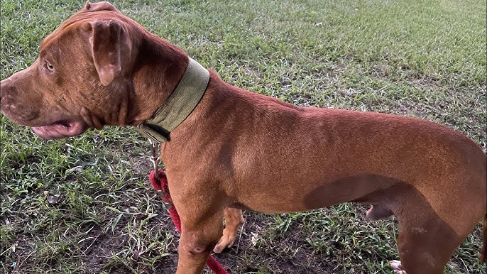 Redboy Jocko Bolio Dogs