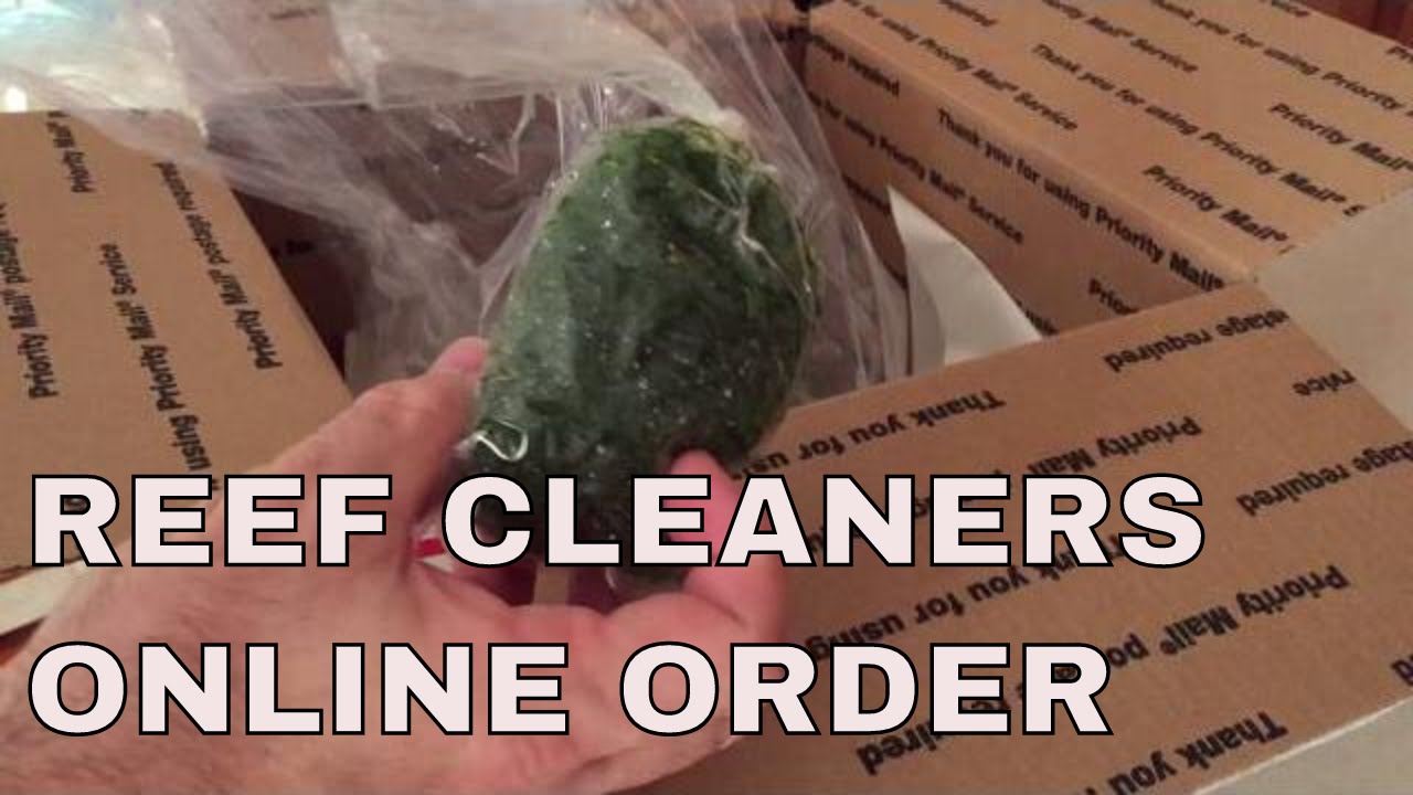 reef cleaners order - YouTube
