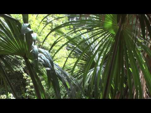 Song: Sage / Album: Meditation / Artist: Michael Benghiat