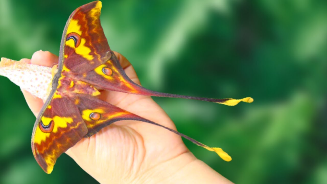 Sulawesi Moon Moth: Actias isis commentary / EXTREMELY Rare - YouTube