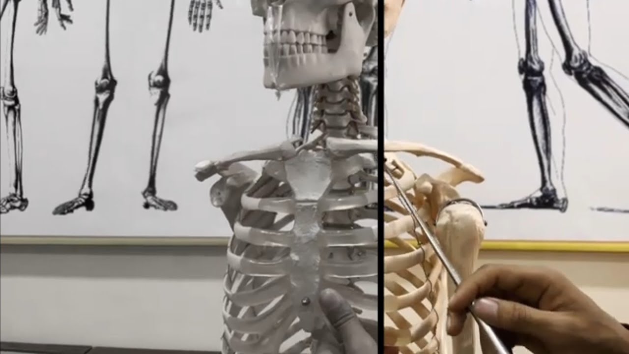 Anatomiya 10-dars. O'mrov suyagi. - YouTube