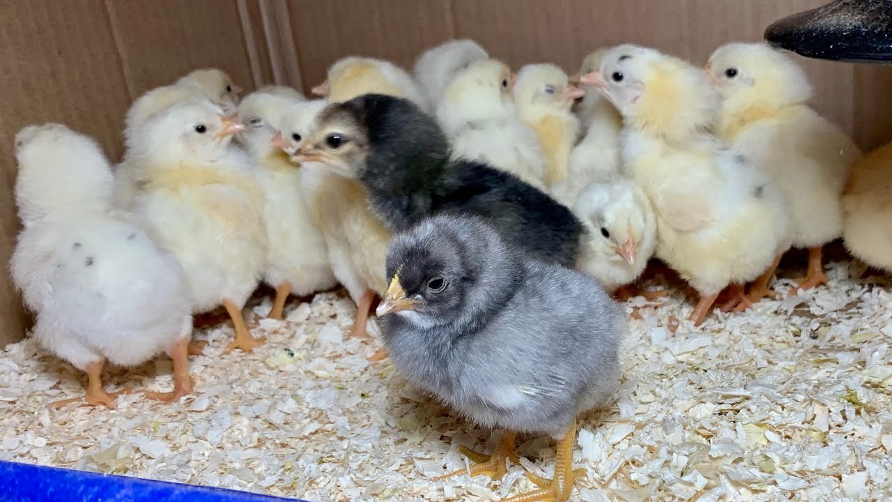 Ya están naciendo los pollitos !!! / la granja en casa - YouTube