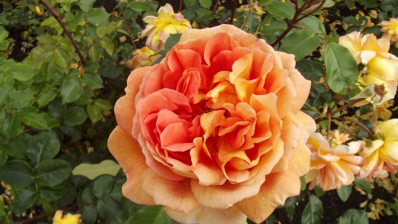 Rangers House Roses 2017 - YouTube