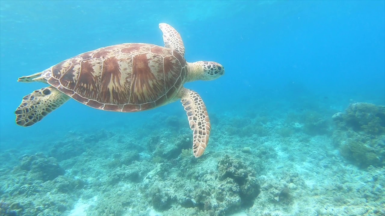 Freediving in Bohol 💙 - YouTube