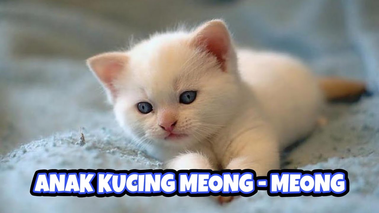 Anak Kucing Meong Meong ‼️ Kitten Meow Meow ‼️ Lagu Kucing Meong Meong ...