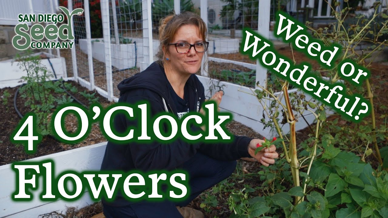 Why I LOVE Growing & Caring for Four O'Clock Flowers - YouTube