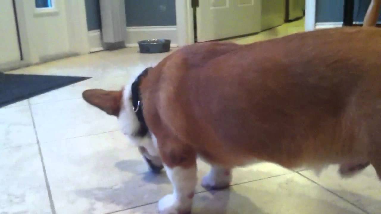 Maverick- Pembroke Welsh Corgi- insisting on hand feeding - YouTube