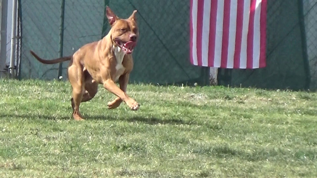 APBT "Wes", French Ring 1 protection - YouTube