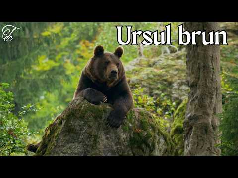 #Ursul brun - Puterea Tăcută din sălbăticia României - #FAUNA ROMANIEI -  Ep 56