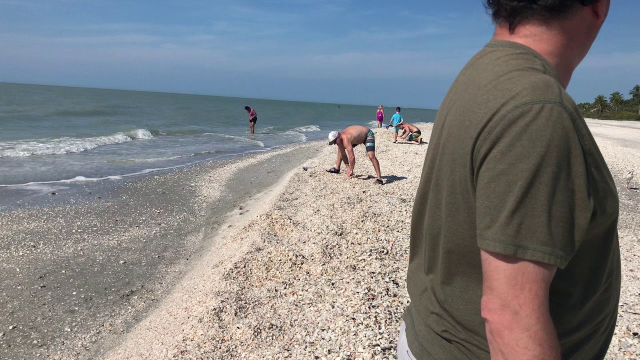 Sanibel Shelling - Hunting in Shell Piles and Tide Pools - YouTube