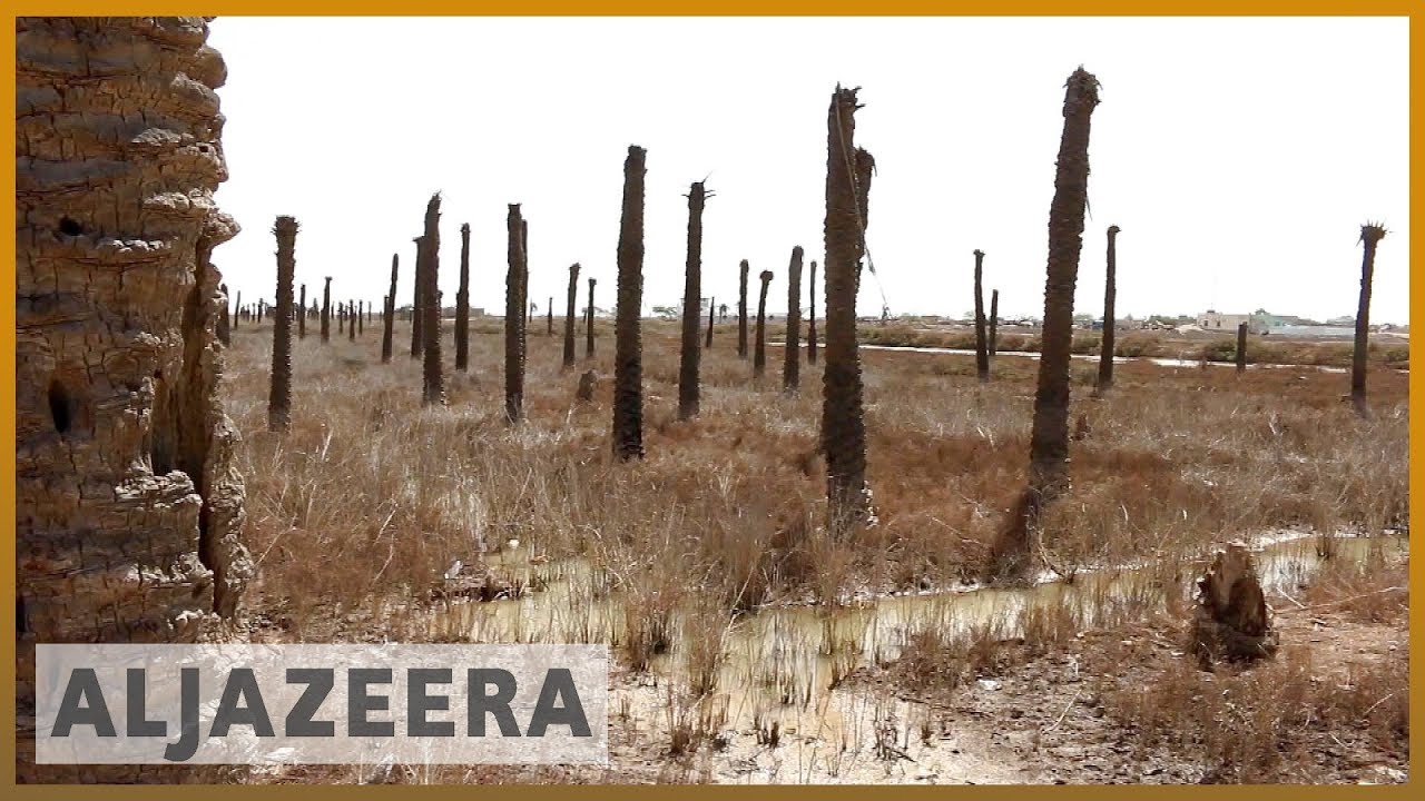 🇮🇶 Iraq's Faw Peninsula faces environmental catastrophe | Al Jazeera ...