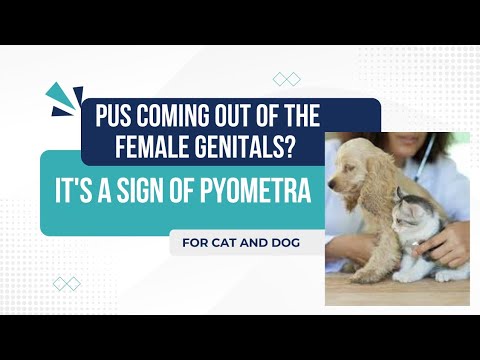 feline Pyometra : clinical sign until prevention - YouTube